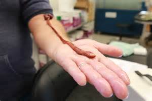 A Professor Kept A Pet Worm For 20 Years It Just Set A Record