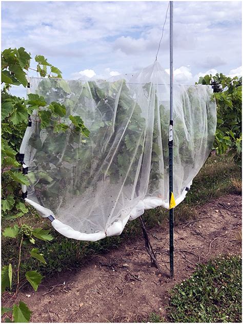 Frontiers Impact Of Adult Popillia Japonica Coleoptera Scarabaeidae