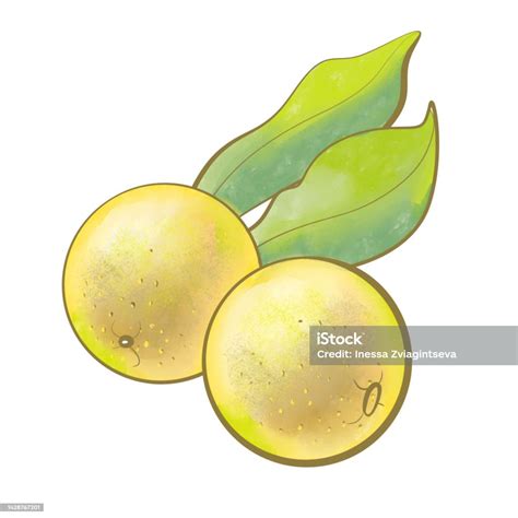 컬러 일러스트 레이 션 정원 과일 나무 배 라운드 근접 촬영 포장 디자인 요소 천연 수채화 스타일의 아름다움과 영양 흰색 배경 0명에 대한 스톡 벡터 아트 및 기타 이미지