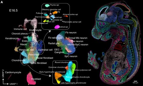 Resource Spatiotemporal Transcriptomic Atlas Of Mouse Organogenesis Keun Hong