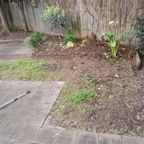 Jason Jeong Trimming Trees At Hamilton East Instagram