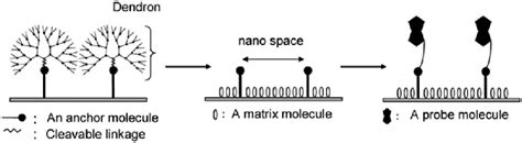 Fabrication Of The Nanoscale Spaced Functional Platform Using Focal Download Scientific Diagram