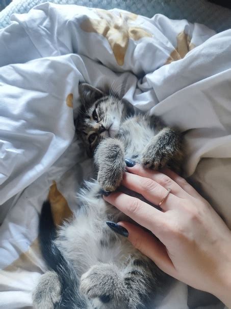 Котенок в добрые руки 2 2 5 месяца умный ласковый тактильный мальчик Кушает сухой и влажный