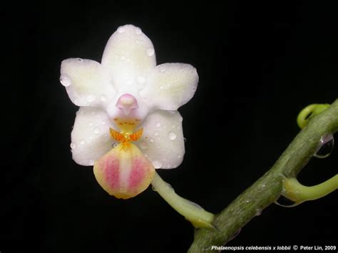 Phalaenopsis Celebensis X Lobbii