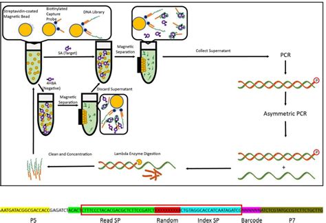 American Society Of Plant Biologists On Linkedin Development Of A Structure Switching Aptamer