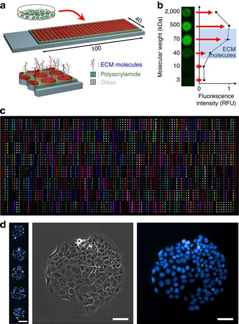 Extracellular Matrix Microarray Platform Presents Combinations Of Ecm Download Scientific