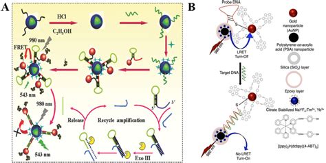 A Schematics Of The Ucnps Aunps Plasmon Modulated Biosensing Platform Download Scientific