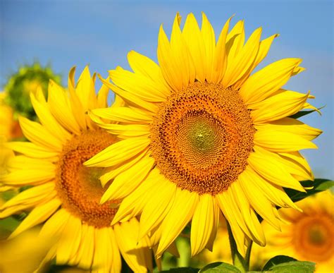 Yellow Sunflower Picture Free Photograph Photos Public Domain