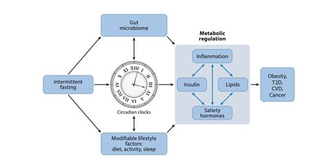 Boosting Metabolism With Intermittent Fasting Review