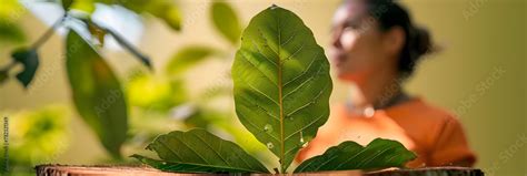 Organization Promoting Reforestation Projects To Offset Carbon Footprint And Support