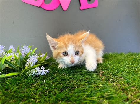 코리안숏헤어 치즈 소형강아지종류 브숏 말티슈 푸들성격 꼬똥드툴레아분양 브리더분양 작은강아지 털없는강아지 회색푸들 타이니푸들 키우기쉬운강아지 믹스견종류 풍산개분양 잭러셀테리어