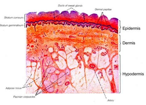 Histology Skin Flashcards Quizlet