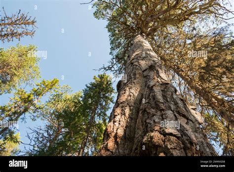400 Year Old Pine Tree From Below Known As Priest Table Pine In The