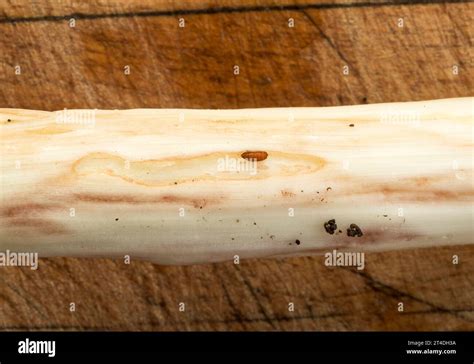 The Larva Of Allium Leaf Miner Phytomyza Gymnostoma Shown On The Stem Of A Leek Plant Stock