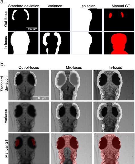 Figure 3 From A Weak Labelling And Deep Learning Approach For In Focus Object Segmentation In 3d
