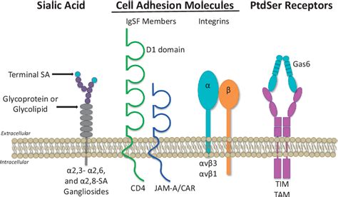 Figure 1 From Virusreceptor Interactions The Key To Cellular Invasion