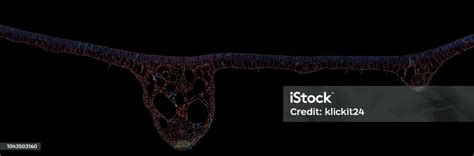 Water Lily Hydrophytic Leaf Cross Section Cut Under The Microscope