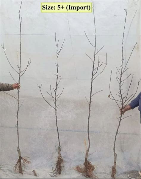 5 Plus Import Apple Plants At Rs 550piece Apple Plant In Srinagar