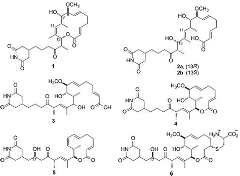 Multifaceted Modes Of Action For The Glutarimide Containing Polyketides Revealed Pmc