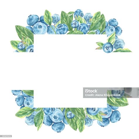 수채화 블루베리 그림 프레임 식물 스타일로 손으로 그린 배경은 결혼식 휴일 음식 디자인에 사용하기 위해 흰색 배경에 나뭇잎이 있는 가지에 야생 베리를 격리했습니다 블루베리에