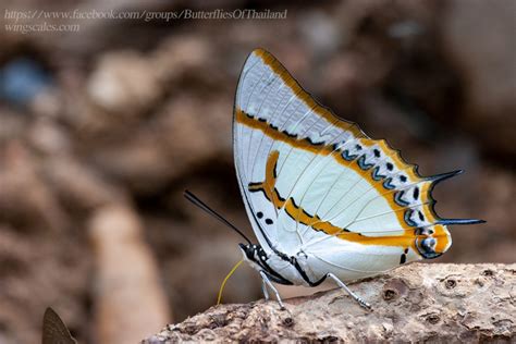 Polyura Eudamippus Jamblichus Great Nawab ผีเสื้อม้าขาวโคนปีกดำ