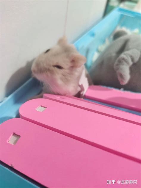 仓鼠这样是怎么了 知乎