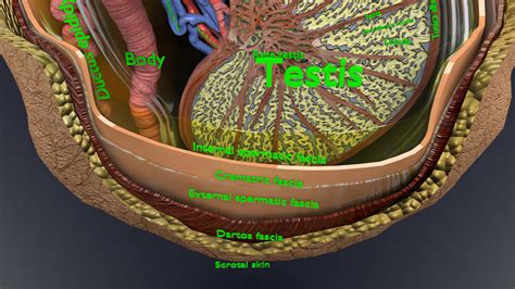 ♂️ Testis With Covering Layers 3d Model・ 3d File For 3d Printing・cults