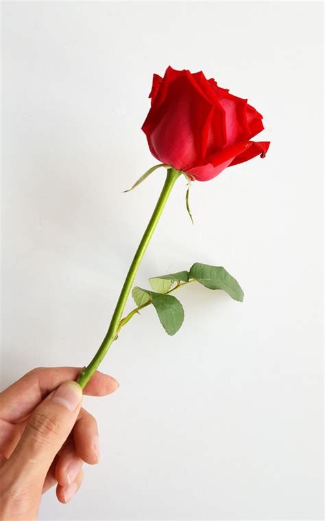 무료 이미지 이슬 꽃잎 장미 꽃 녹색 빨간 담홍색 플로라 정물 아름다운 플로리스트 리 꽃 피는 식물 물방울 정원 장미 장미 가족 꽃다발 꽃을