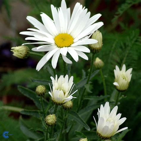 Margerit Leucanthemum Wirral Supreme Stauder