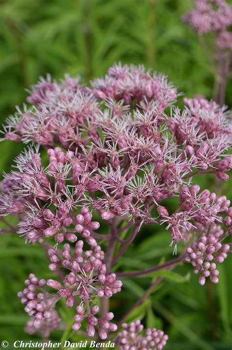 Eutrochium Maculatum Illinois Botanizer