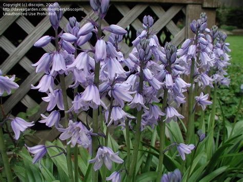 PlantFiles Pictures: Spanish Bluebell, Wood Hyacinth (Hyacinthoides ...