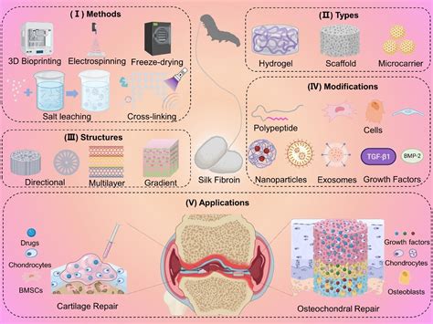 我院苏佳灿教授团队在生物医学顶级期刊《theranostics》取得了用于骨 软骨修复的丝素蛋白基生物材料的设计与制备方面的最新成果 上海大学转化医学研究院