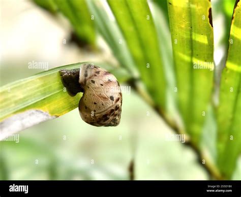 A Garden Snail With A Unique Shell Pattern Perches On The Tip Of A Leaf