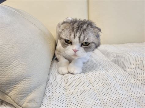 스코티쉬폴드 제제 포미분양 포매라니안분양 포메리안분양 치아와분양 말티스분양 푸말티분양 러시아블루분양 포미분가격 포매라니안분양가격 포메리안분양가격 치아와분양가격 말티스분양가격