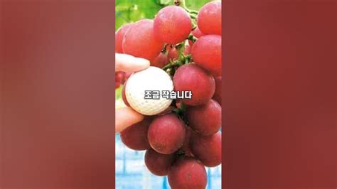 세상에서 가장 비싼 과일은 Youtube