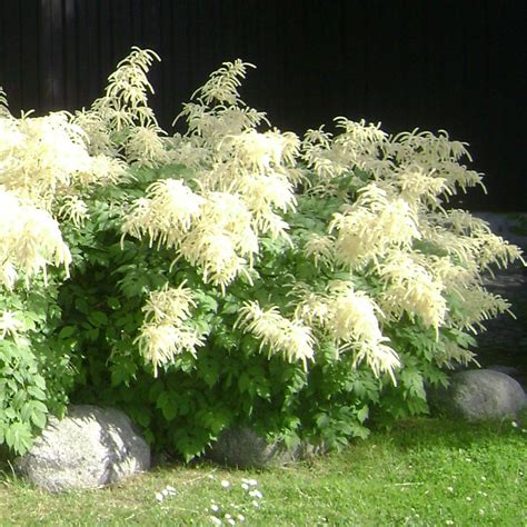 Goatsbeard Plant Facts Goats Beard Flower Aruncus Dioicus Brides