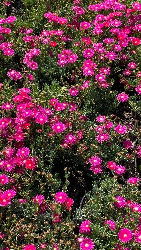 Alice Alice Chris Threads Say More Alice Alice Chris Threads Say More