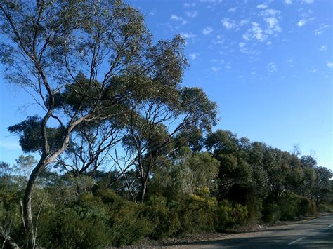 Mallee Trees Bushes Road Roadside Vegetation Free Image From