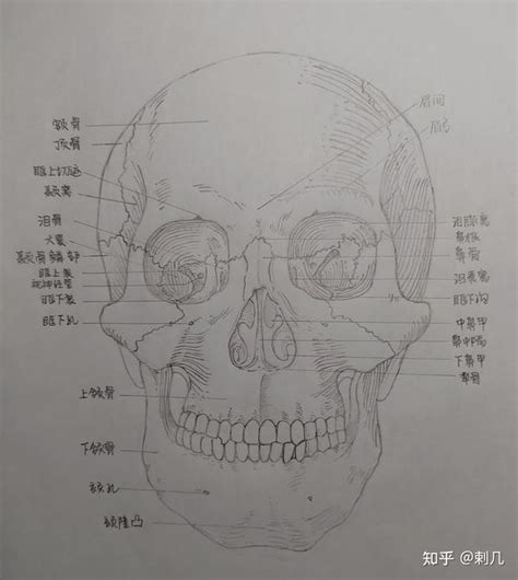 解剖手绘图 知乎