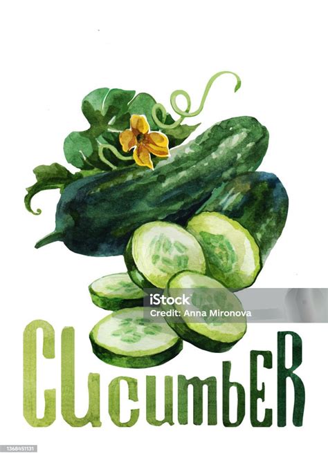 오이 손으로 그릴 수채화 엽서 스티커 백과사전 메뉴 요리 재료에 사용할 수 있습니다 라벨 커버 프린트용 스타일 디자인 그리기에