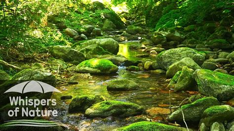 숲속의 맑고 부드러운 물소리 자연의 소리 Youtube