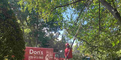 What Causes A Tree Trunk To Split Vertically In Lawrenceville