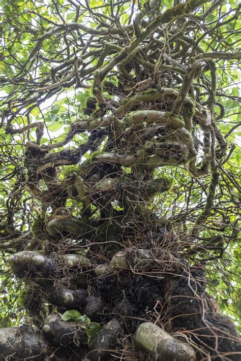 Very Twisted Camperdown Elm Tree Stock Image Image Of Looking Camperdown 198785325