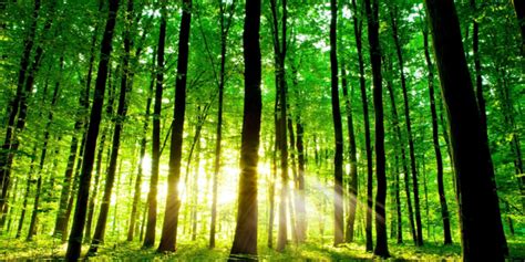 Të Mirat Që Na I Sjellin Pyjet Radio Kfor Shqip