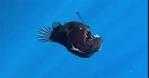 희귀 심해 괴물대낮 산 채로 본 적 없는 전설 물고기 첫 포착