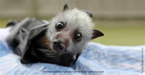 5 Reasons Everyone Should Care About Australias Flying Foxes Fruit