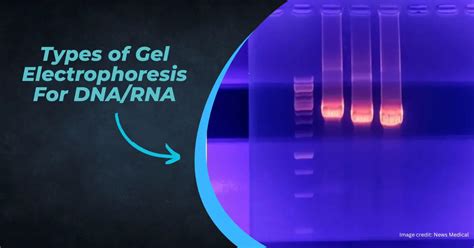 Rna Dna