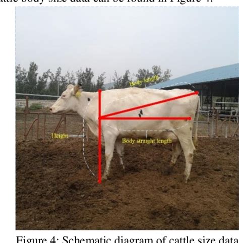 Figure 1 From Cattle Body Intelligent Measurement Based On Improved Centernet Semantic Scholar