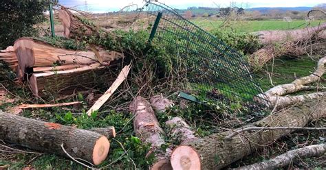 Exeter Locals Devastated As Trees Decimated At Popular Walking Spot Devon Live