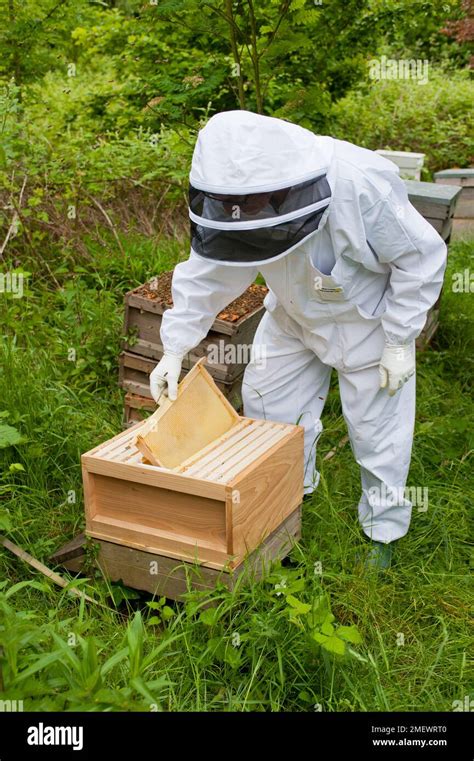Position New Brood Box And Remove Middle Frames Stock Photo Alamy